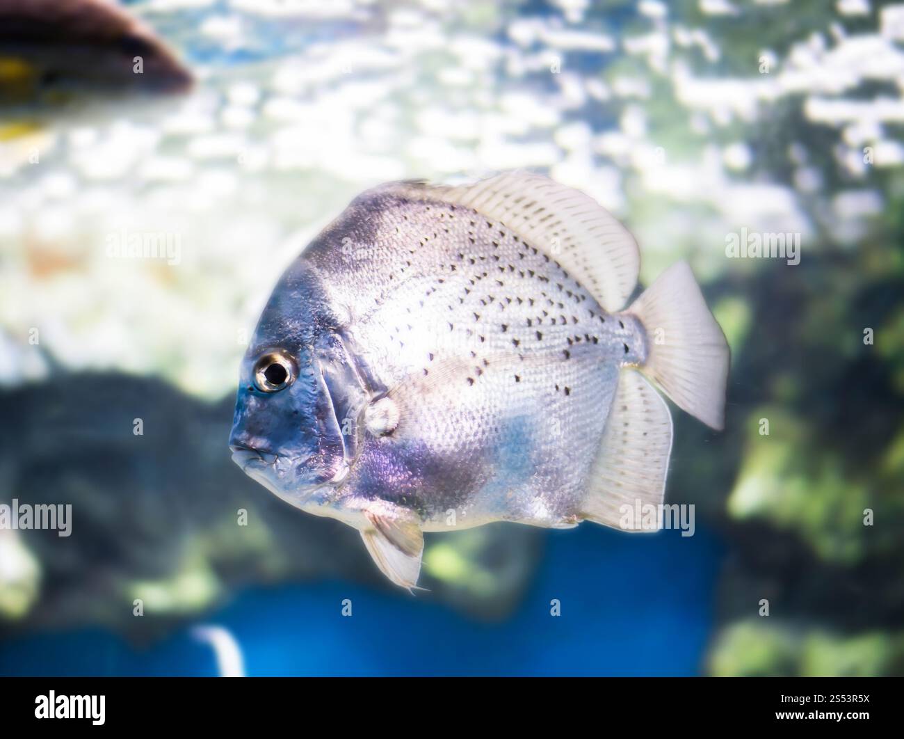 Sliver hi-res stock photography and images - Alamy