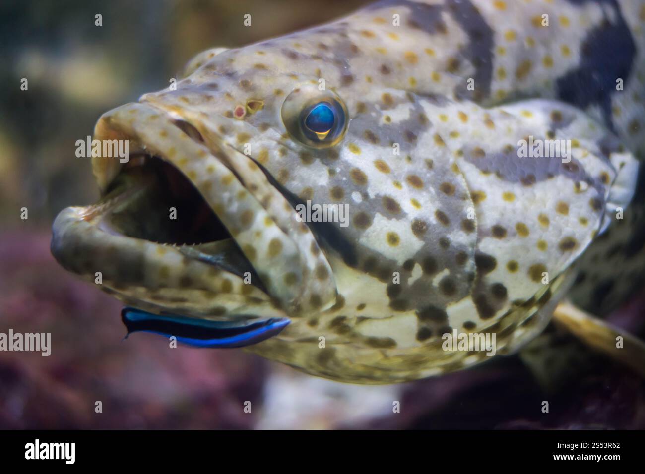 Orange-spotted grouper , Estuary cod, Epinephelus coioides Stock Photo ...