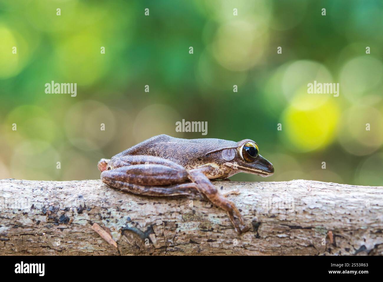 Common tree frog Polypedates leucomystax in terrarium Stock Photo - Alamy
