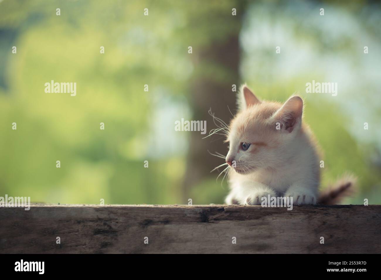 Beautiful orange cat kitten hi-res stock photography and images - Alamy