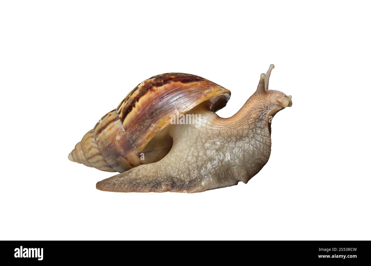 Close up on horns Cut Out Stock Images & Pictures - Alamy