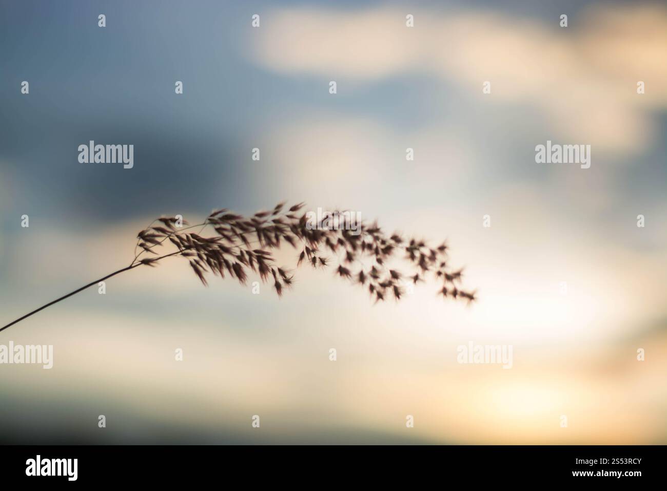 flower Grass blowing in the wind motion blur sky background Stock Photo ...