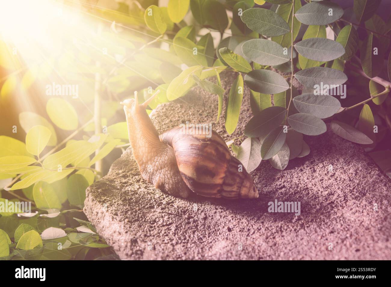 Bright light in macro hi-res stock photography and images - Alamy