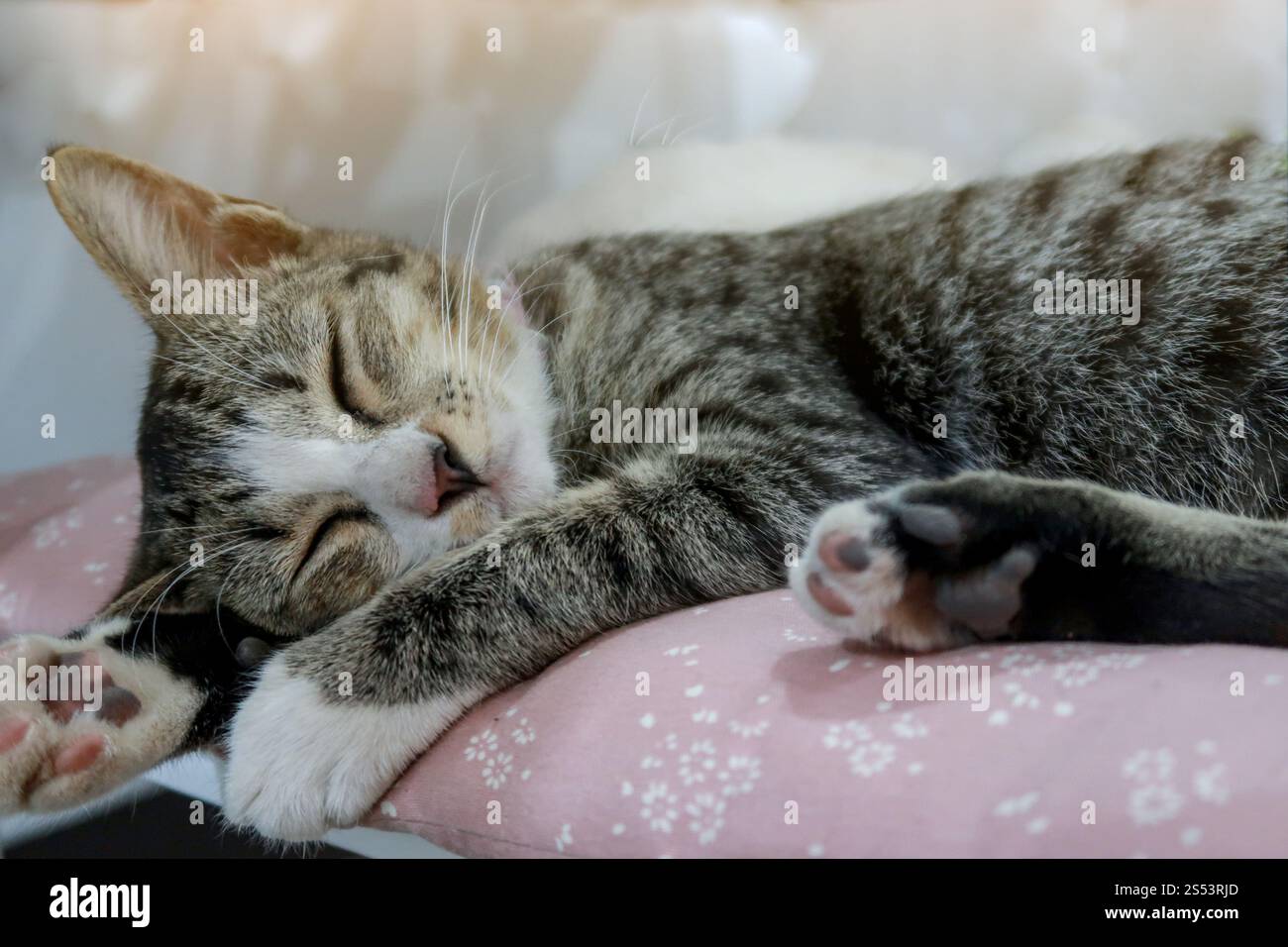 Dream warm hi-res stock photography and images - Alamy