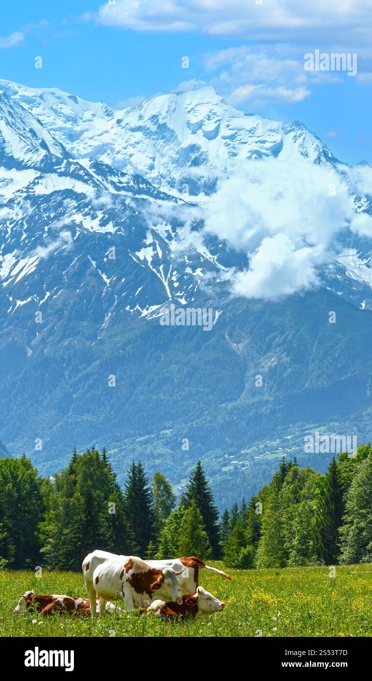 Herd cows on blossoming glade and Mont Blanc mountain massif (Chamonix ...