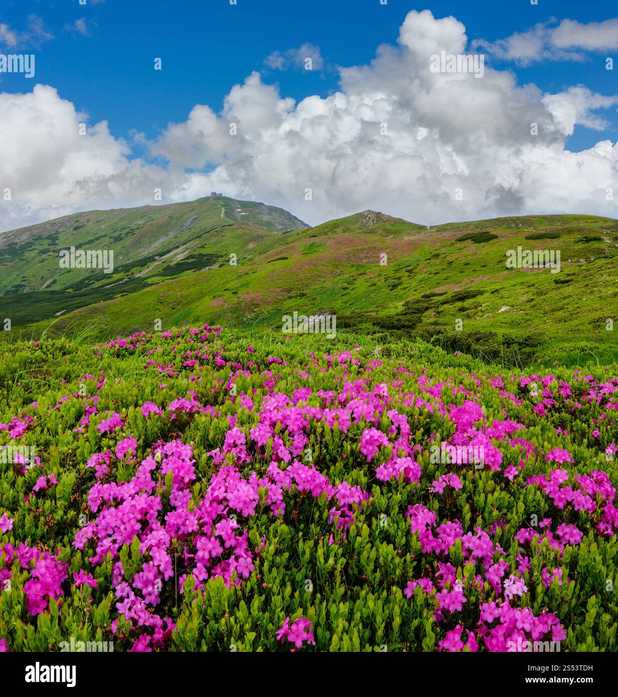 Pink rose rhododendron flowers (in front) on summer mountain slope and ...
