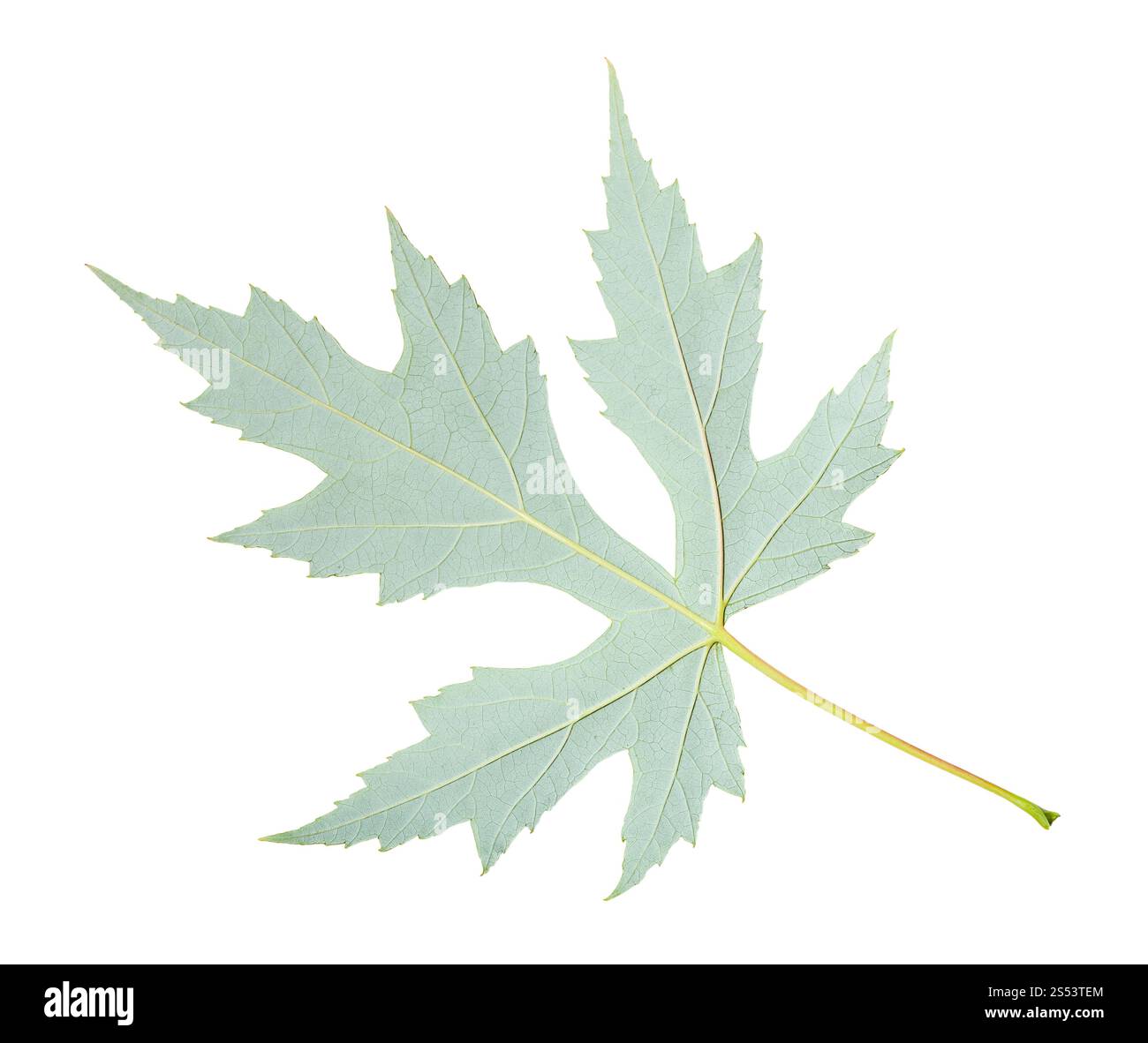 back side of fresh leaf of Silver Maple tree (Acer Saccharinum ...