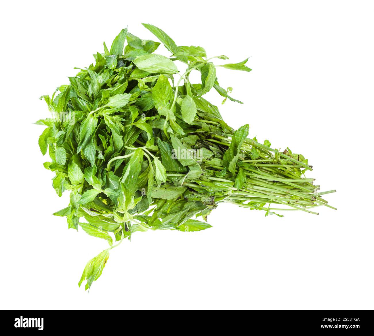 big bunch of fresh green mint herb isolated on white background Stock ...