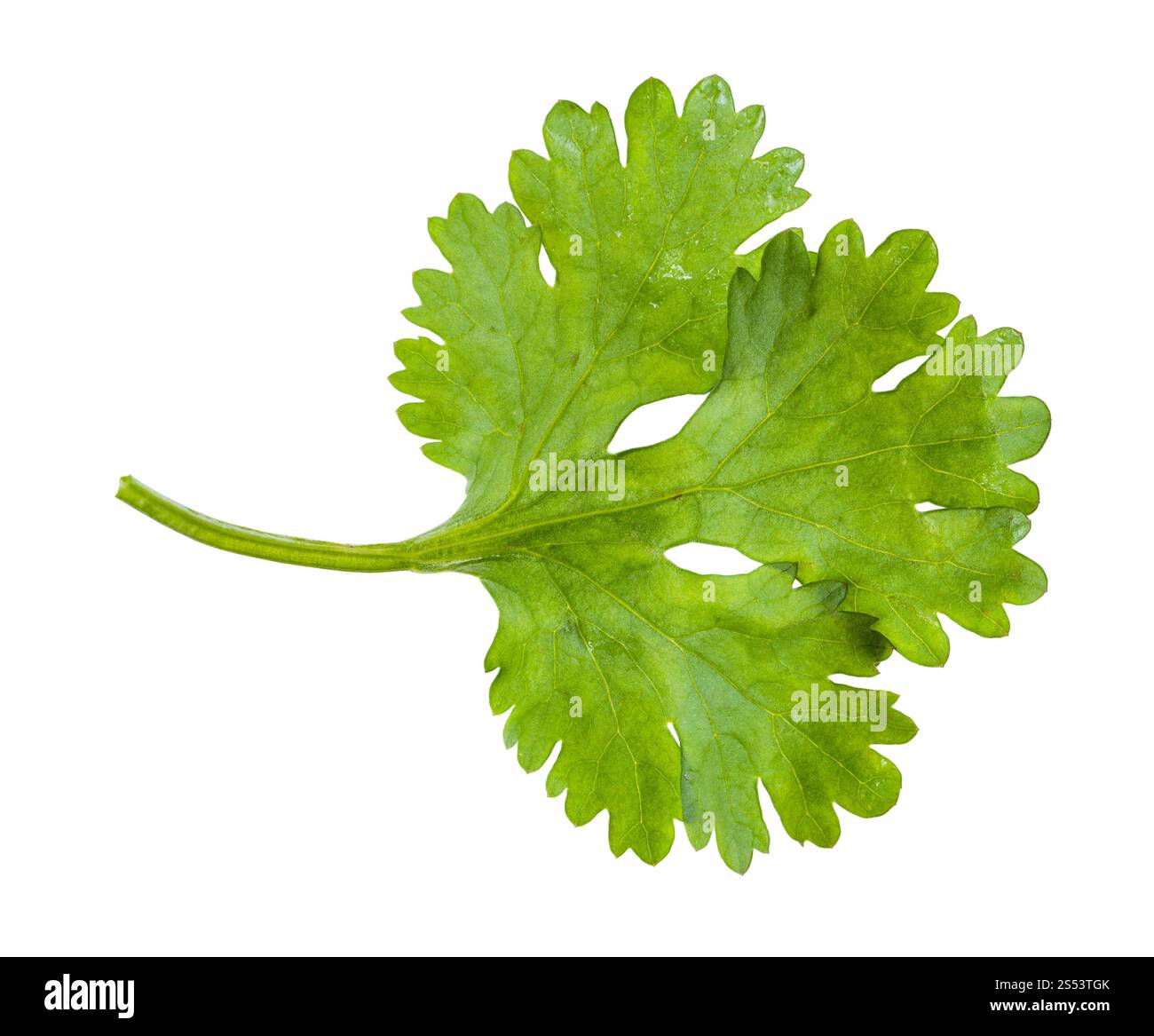 green leaf of fresh cilantro herb isolated on white background Stock ...