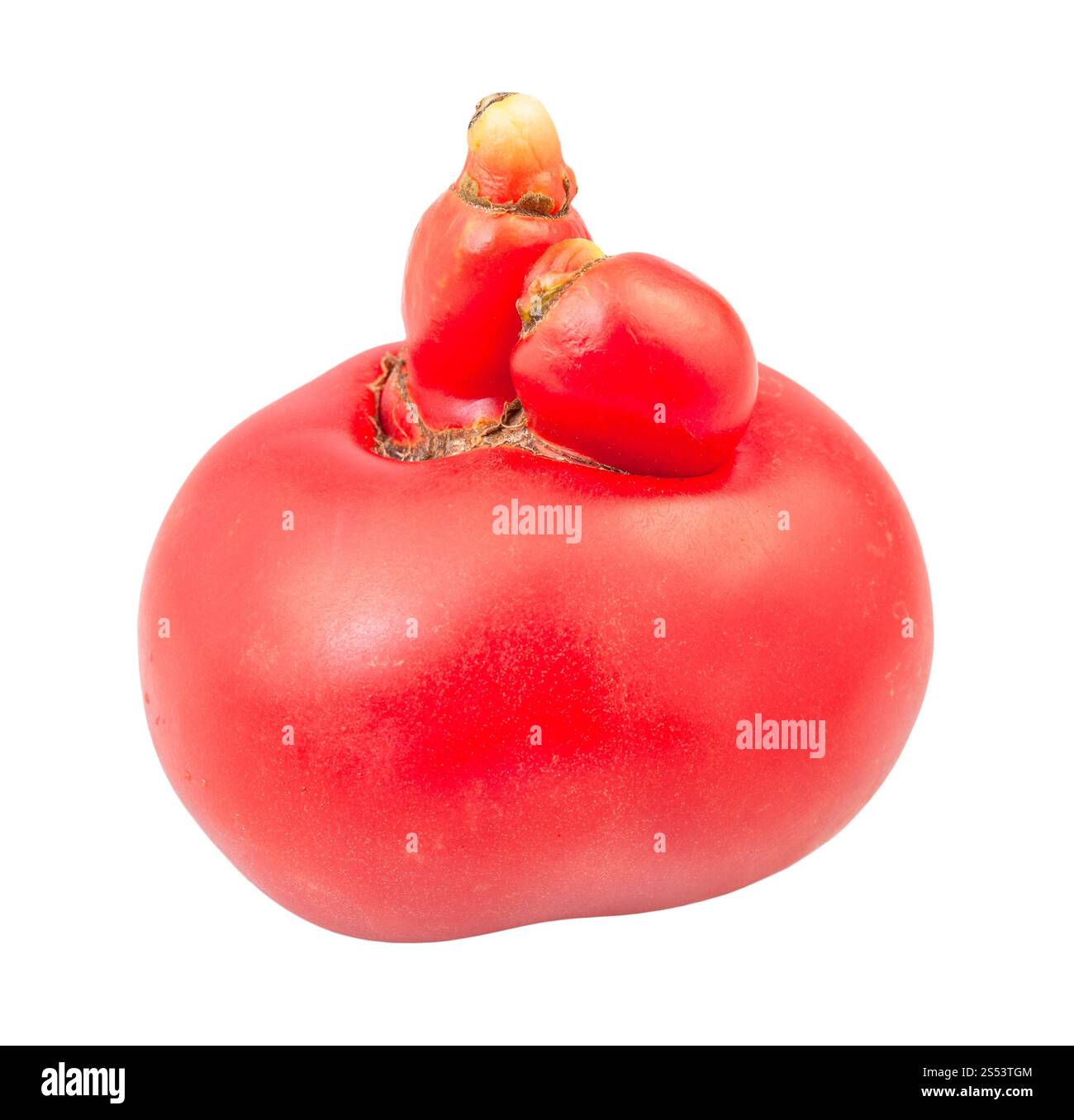 fresh pink tomato with growths isolated on white background Stock Photo ...