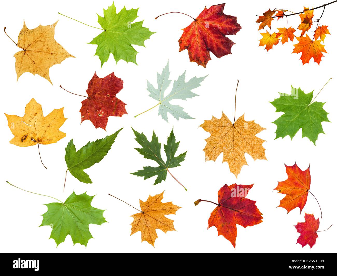 collection of various leaves of maple trees isolated on white ...