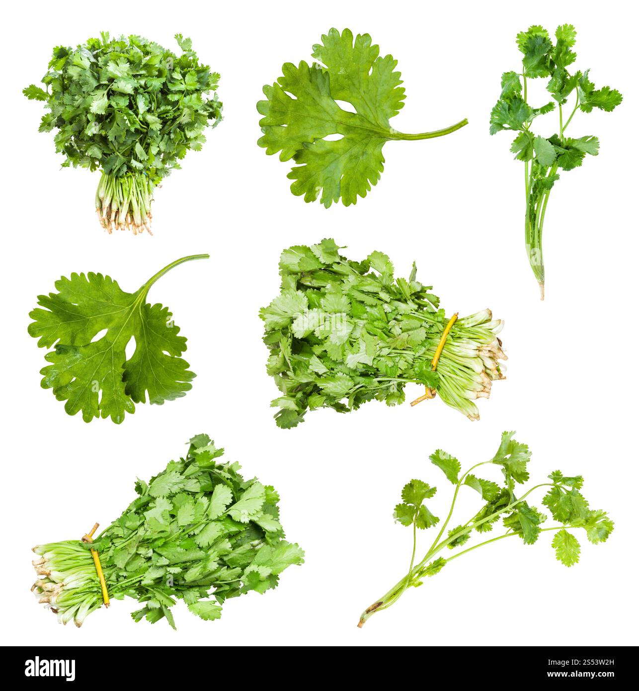 collection of fresh cilantro herbs isolated on white background Stock ...