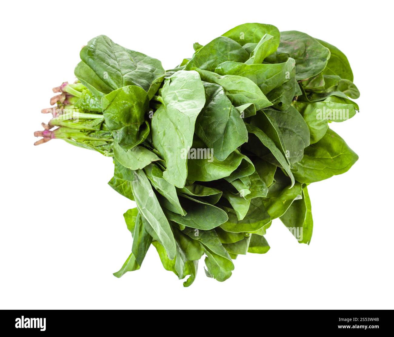 bunch of fresh green spinach herb isolated on white background Stock ...