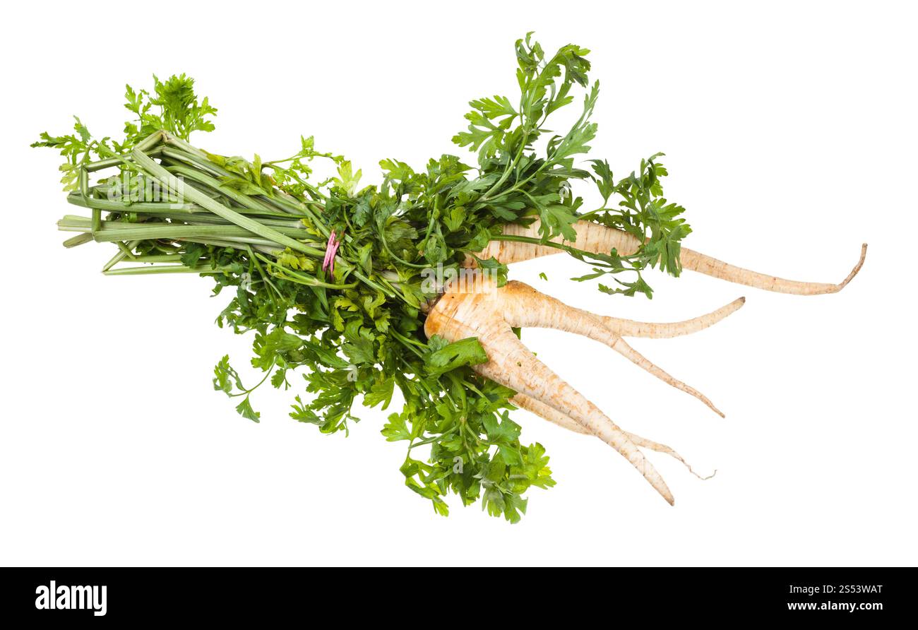 Russian roots Cut Out Stock Images & Pictures - Alamy