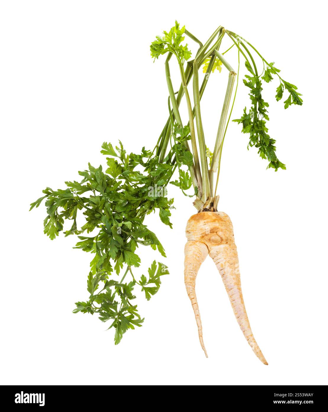 Fused roots hi-res stock photography and images - Alamy