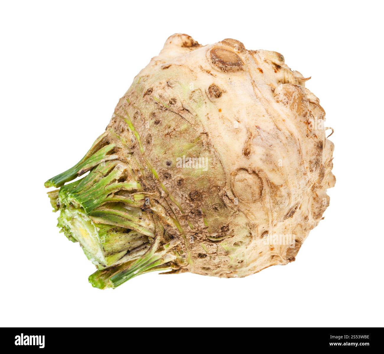 side view of fresh celeriac (celery root) isolated on white background ...
