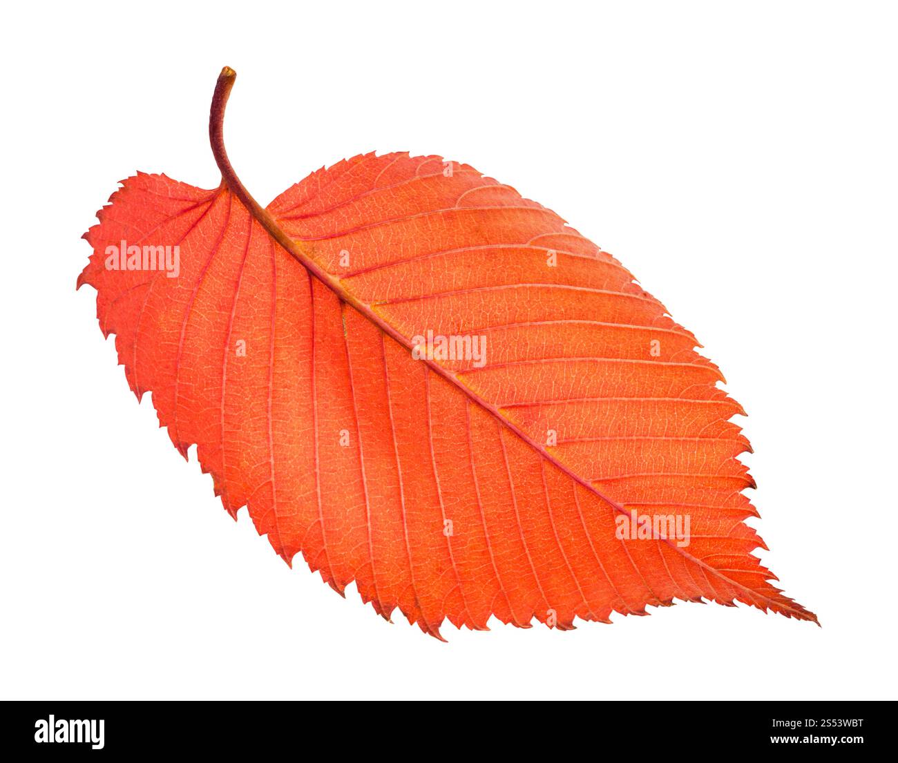 back side of red fallen leaf of elm tree isolated on white background ...