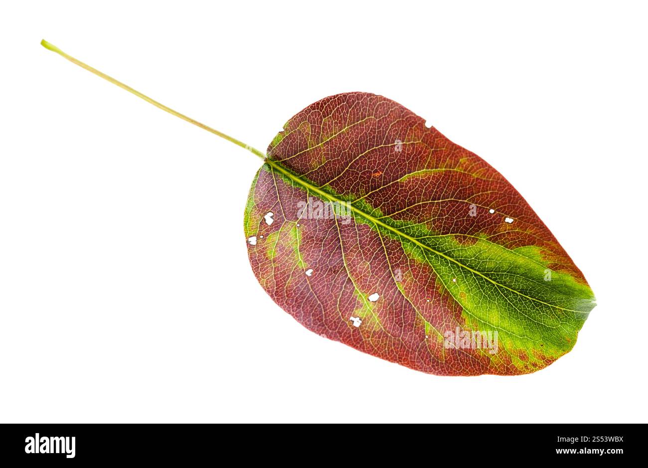brown and green fallen leaf of pear tree isolated on white background ...