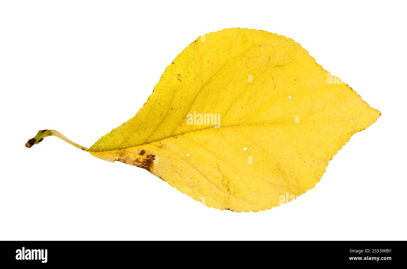 Plum tree autumn hi-res stock photography and images - Alamy