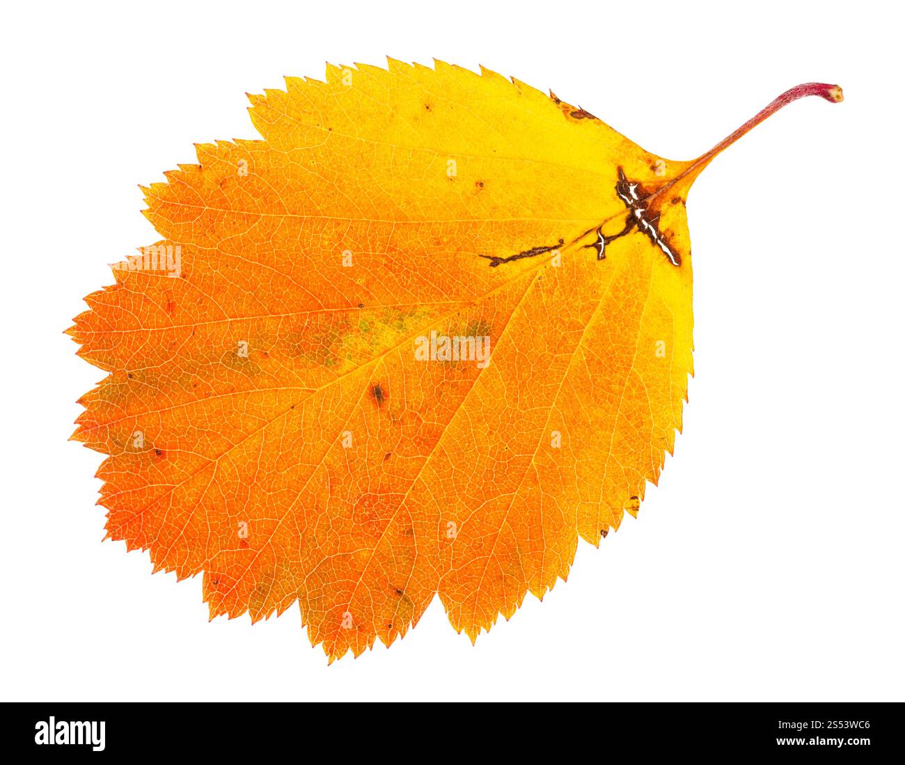 orange fallen leaf of hawthorn tree isolated on white background Stock ...