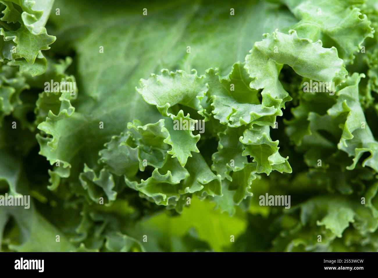 natural food background - green edges of curly-leaf kale (leaf cabbage ...