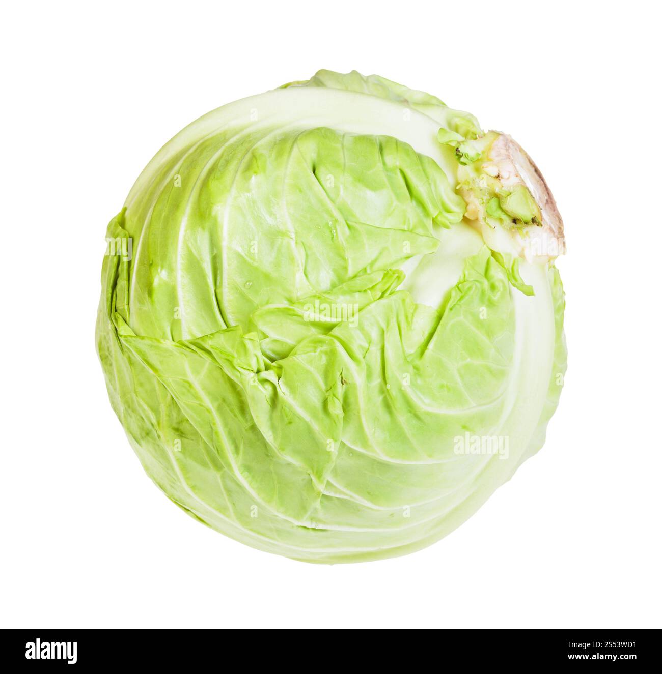 single fresh white cabbage isolated on white background Stock Photo - Alamy
