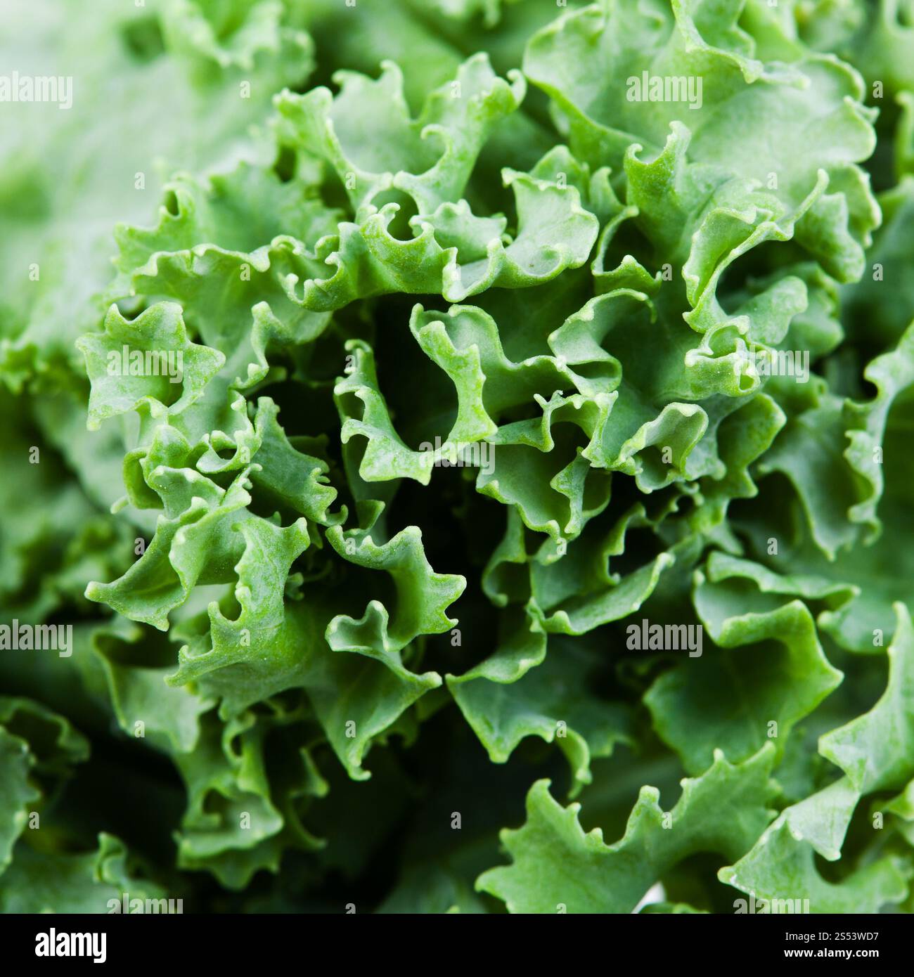 natural food square background - curled edges of curly-leaf kale (leaf ...