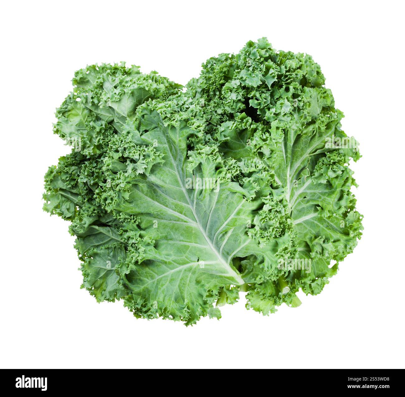 stack of fresh green leaves of curly-leaf kale (leaf cabbage) isolated ...