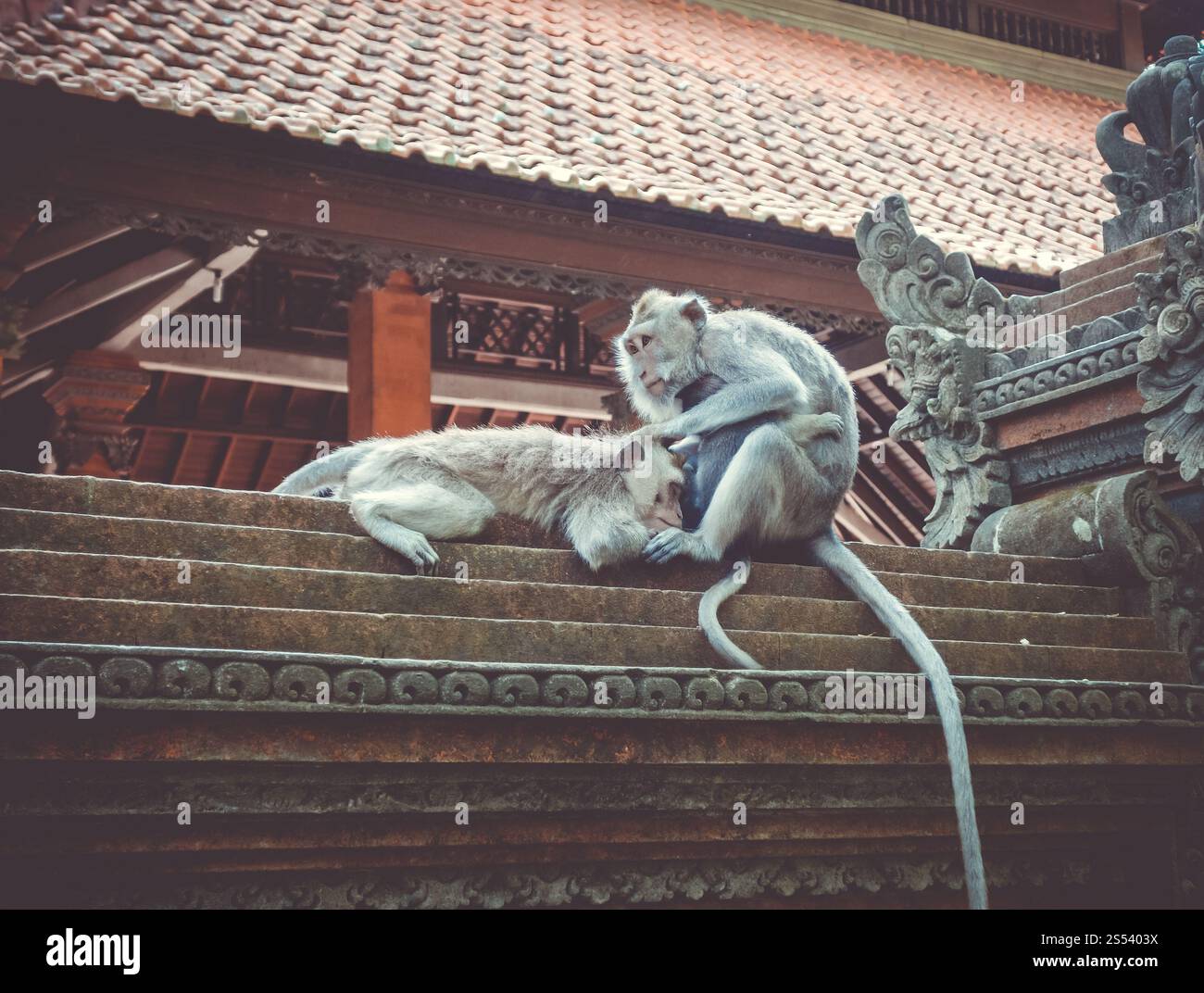 Monkeys on a temple roof in the sacred Monkey Forest, Ubud, Bali ...