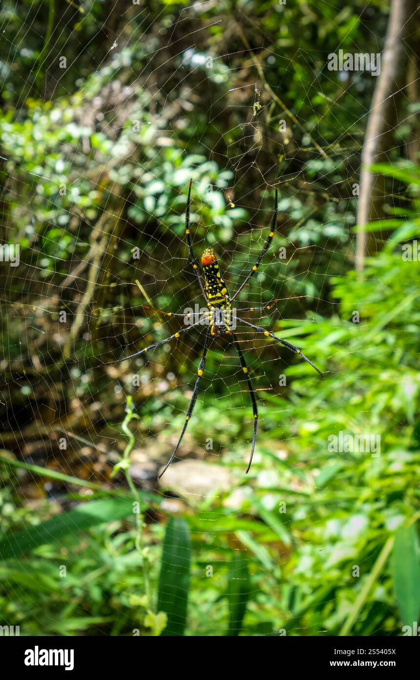 Golden silk orb weaver spider in jungle, Chiang Mai, Thailand. Orb ...