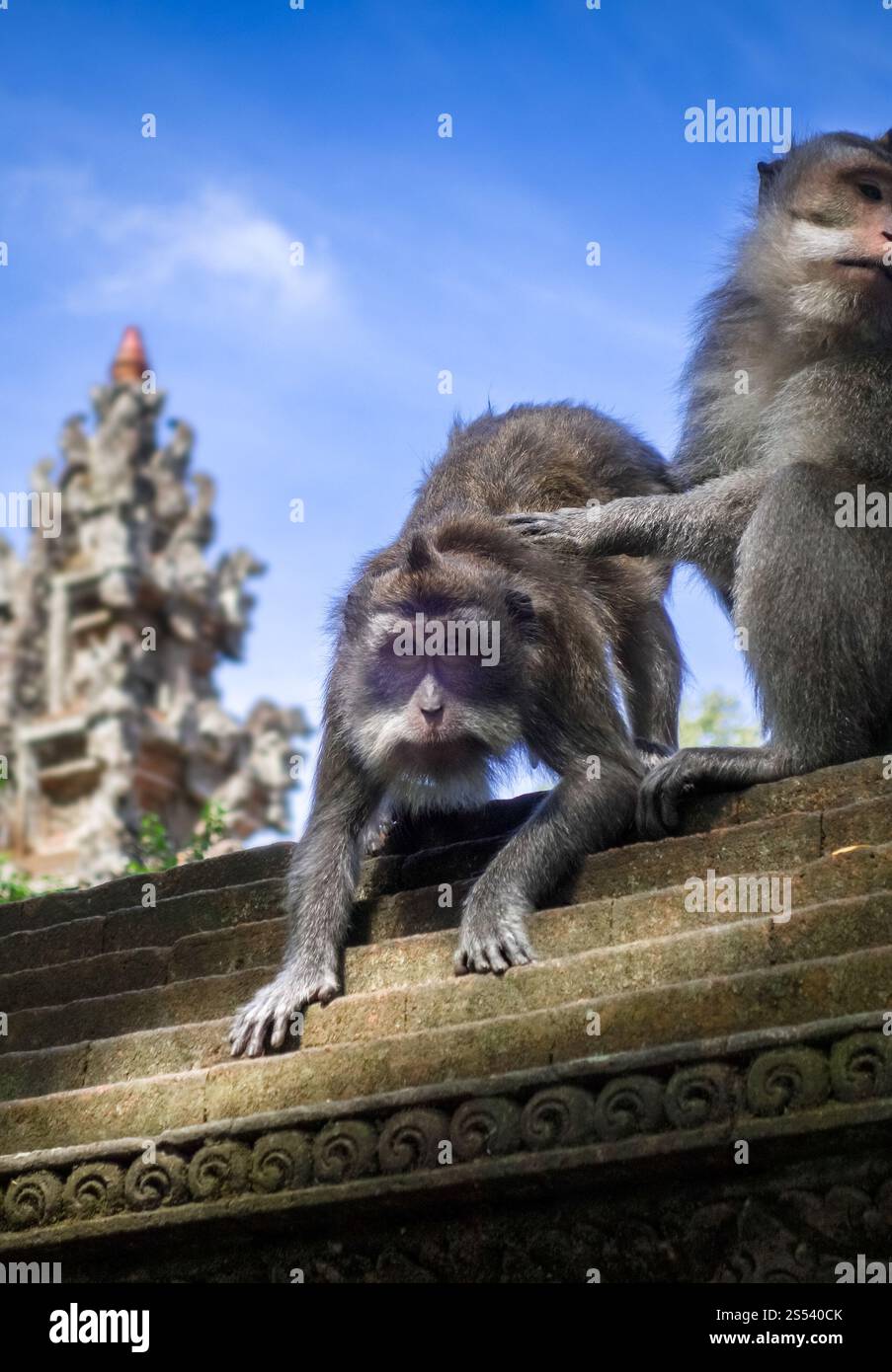 Monkeys on a temple roof in the sacred Monkey Forest, Ubud, Bali ...