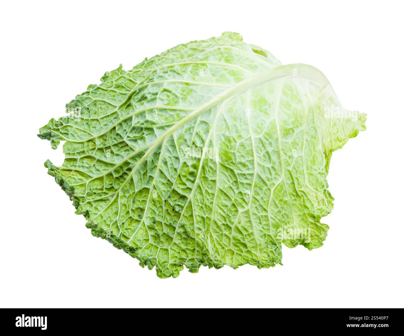 single green leaf of savoy cabbage isolated on white background Stock ...
