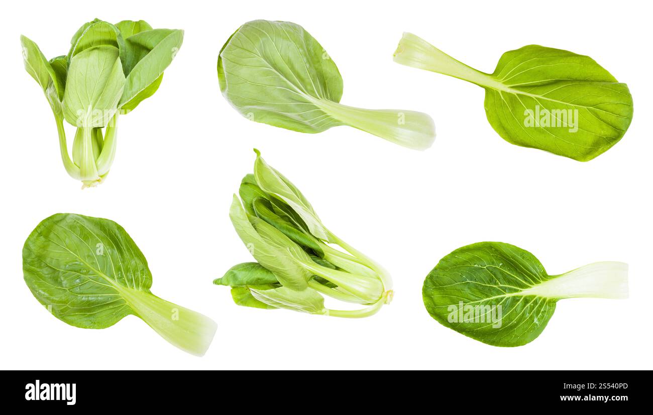 various roots and leaves of bok choy (pak choi, pok choi) leaf Chinese ...