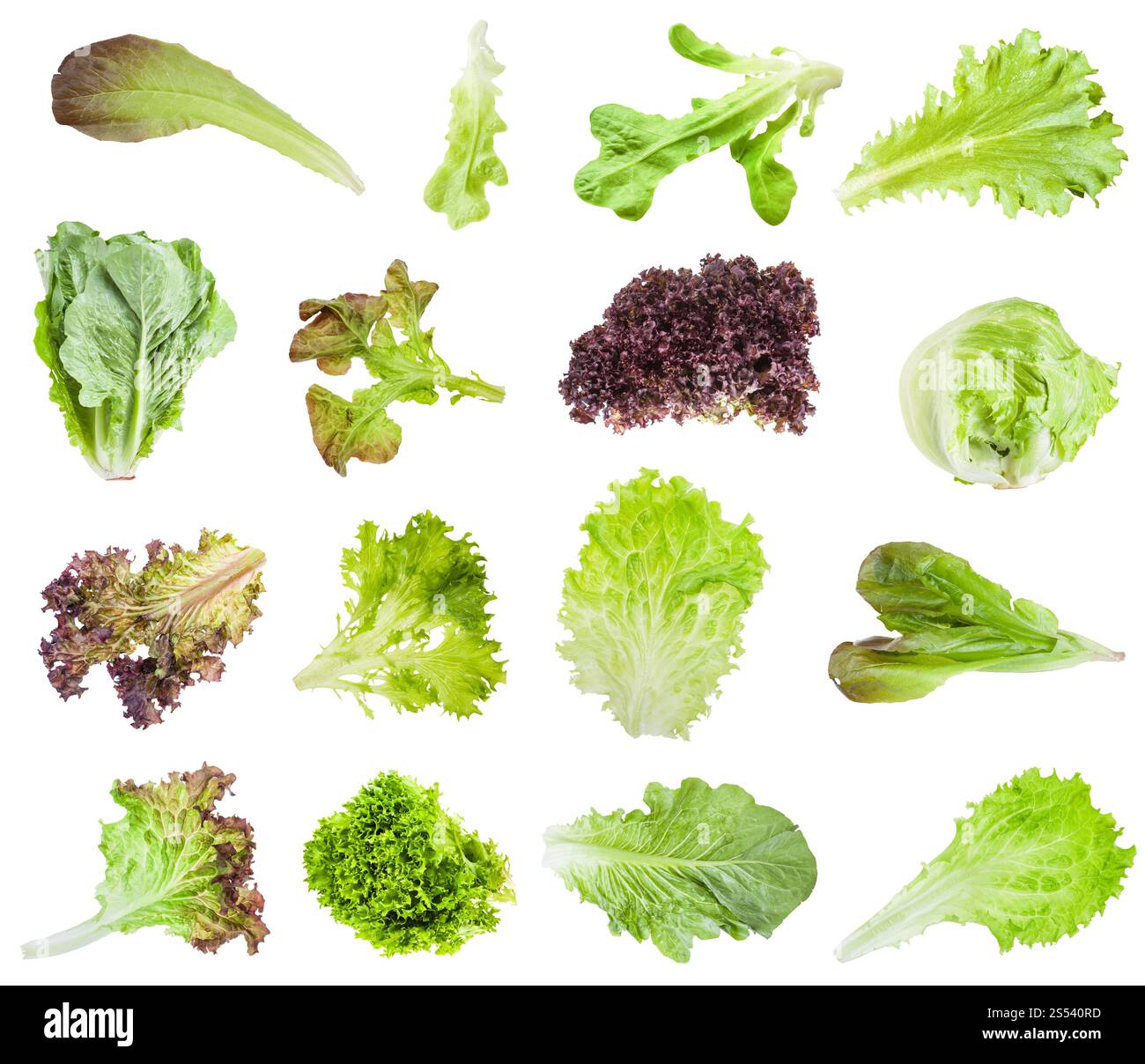Lettuce plant set romaine Cut Out Stock Images & Pictures - Alamy