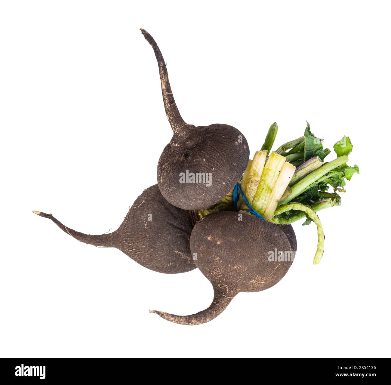 bundle of little black radish taproots with green foliage isolated on ...