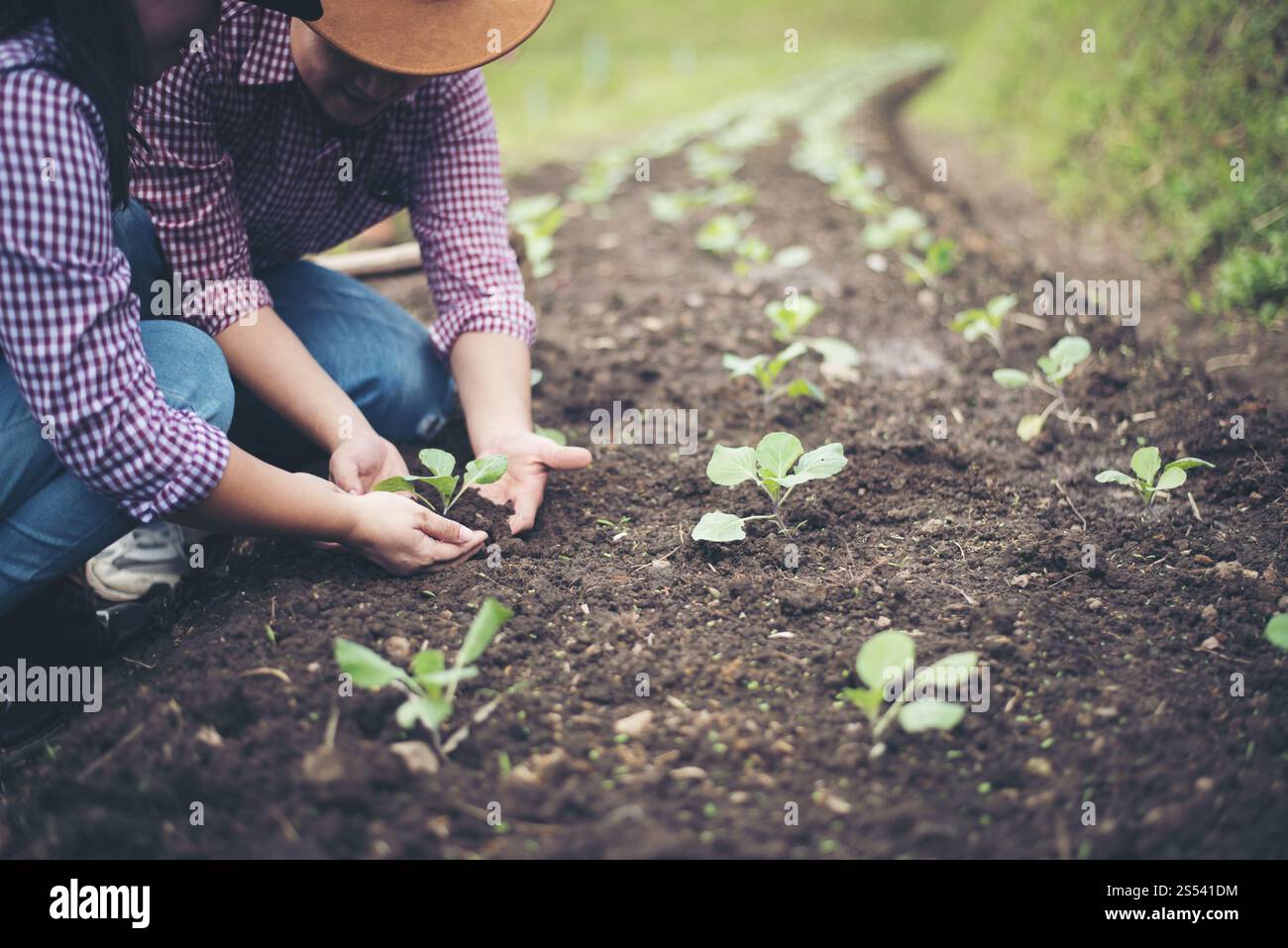 Farmer planting tree In the garden Stock Photo - Alamy