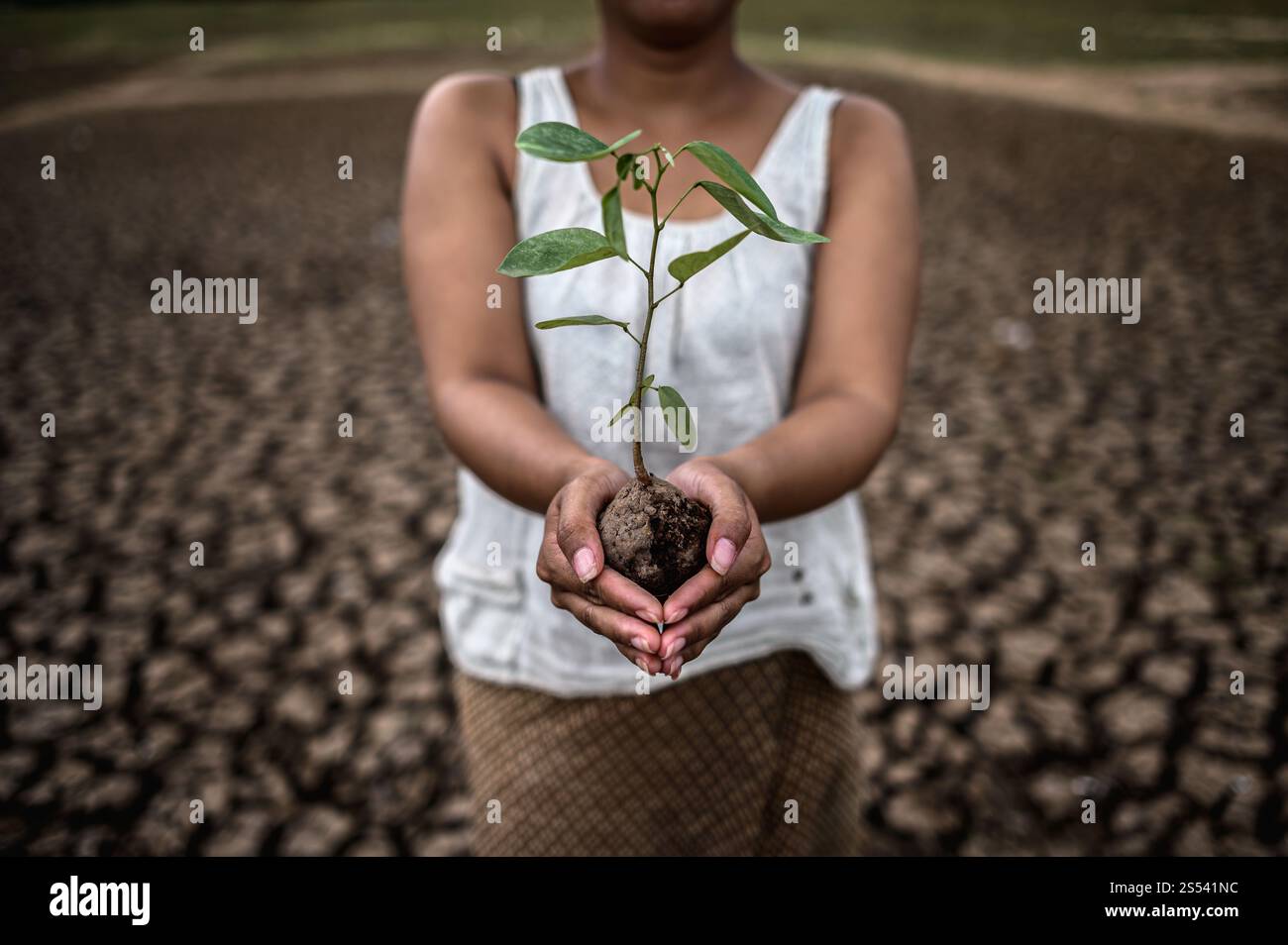 Women are stand holding seedlings are in dry land in a warming world ...