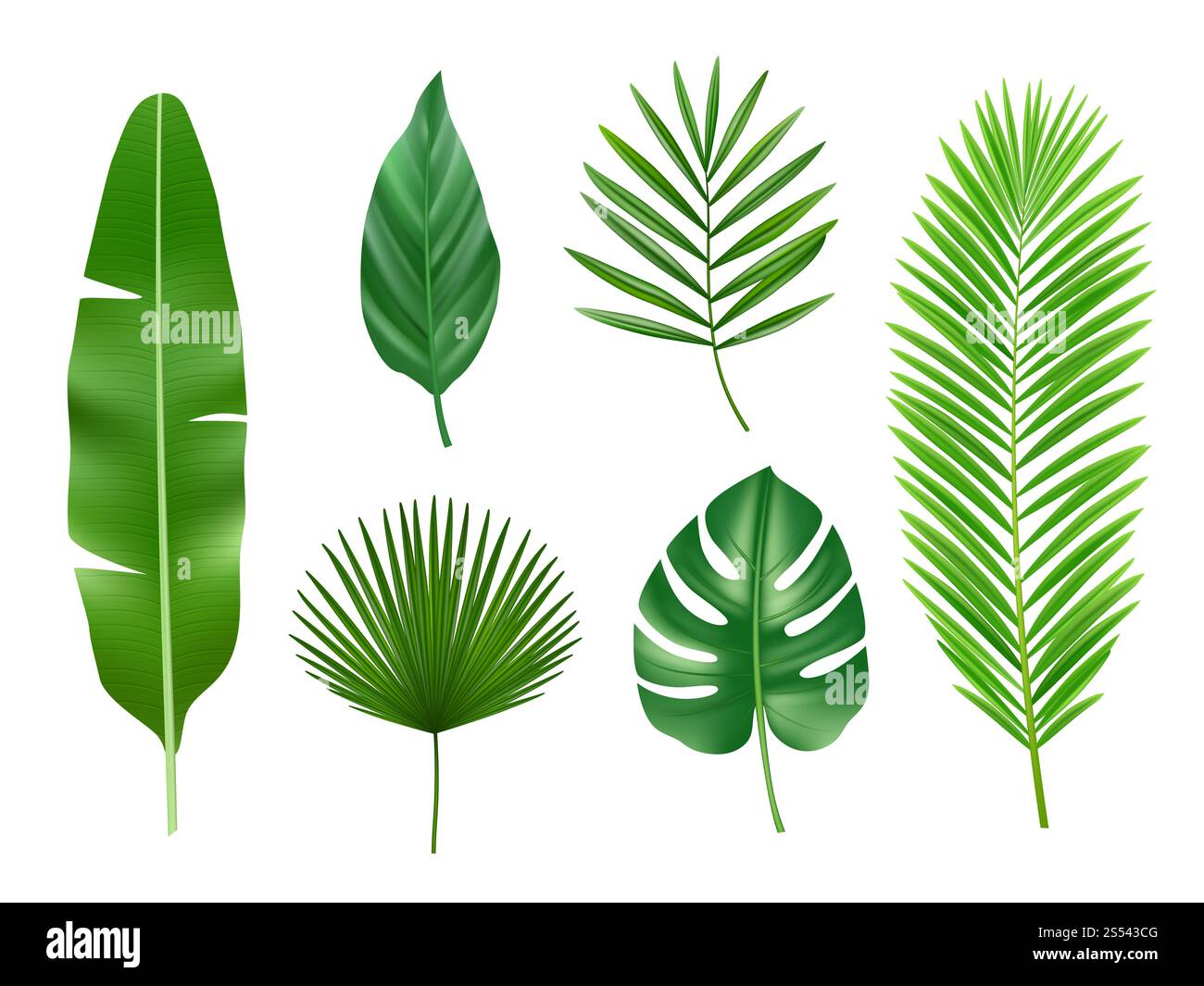 Tropical exotic leaves leaf Cut Out Stock Images & Pictures - Alamy