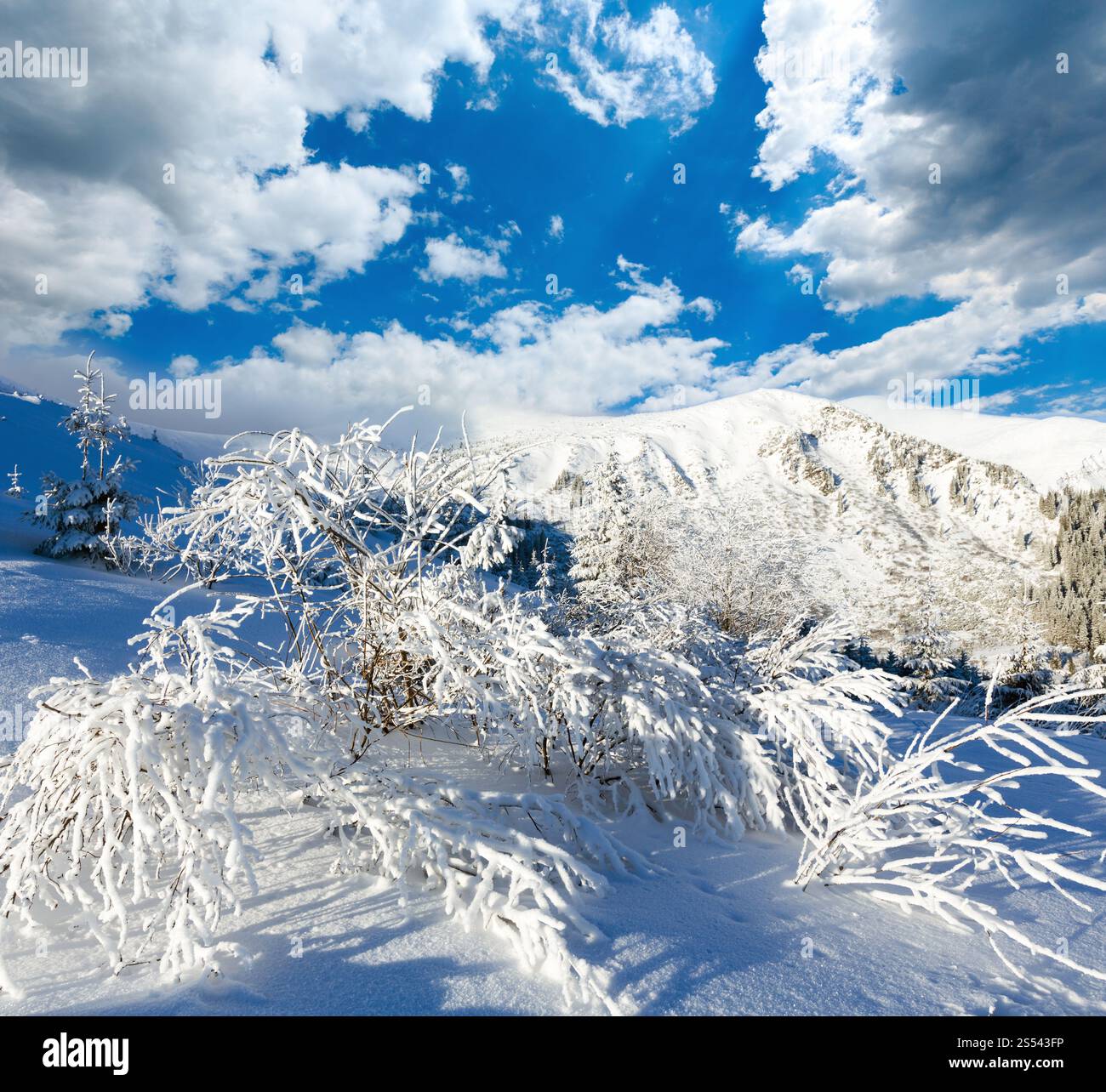 Morning winter mountain landscape with snowy bush in front Stock Photo ...