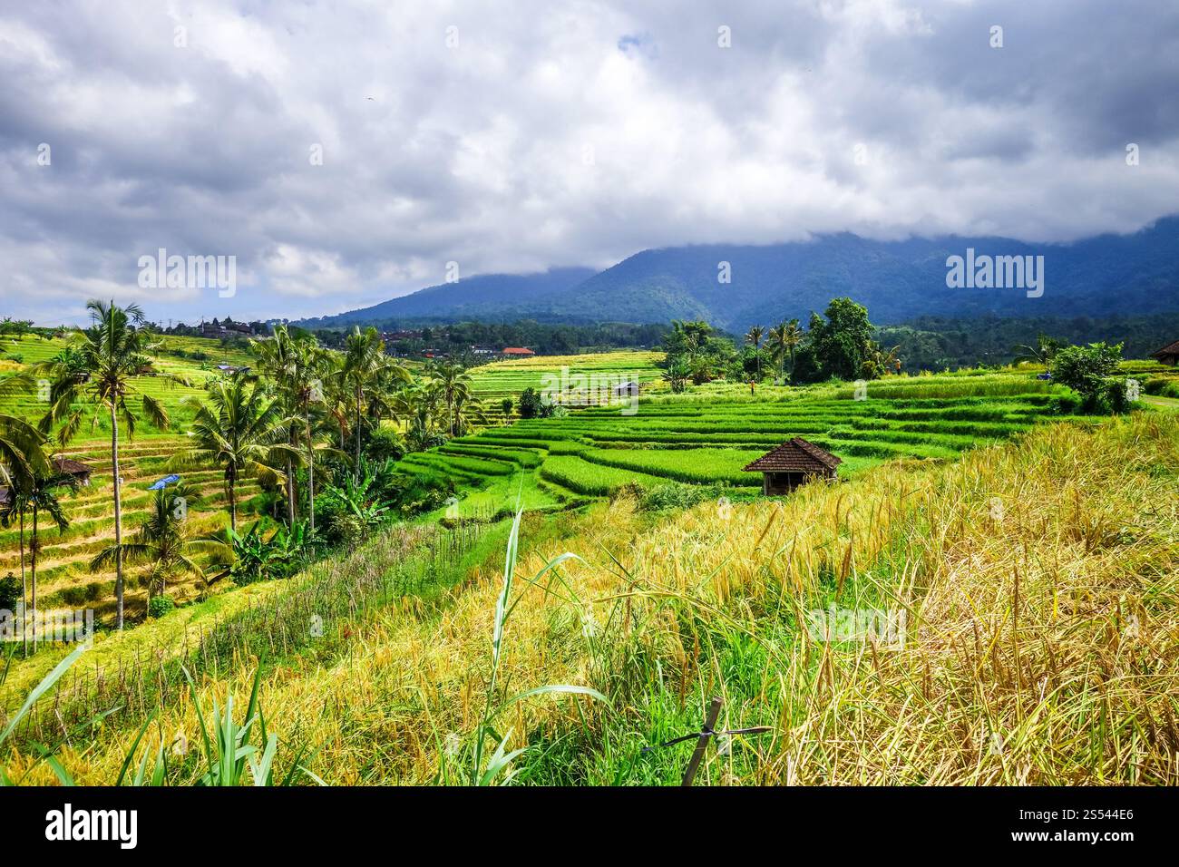 Jatiluwih paddy field rice terraces in Bali, Indonesia. Jatiluwih paddy ...