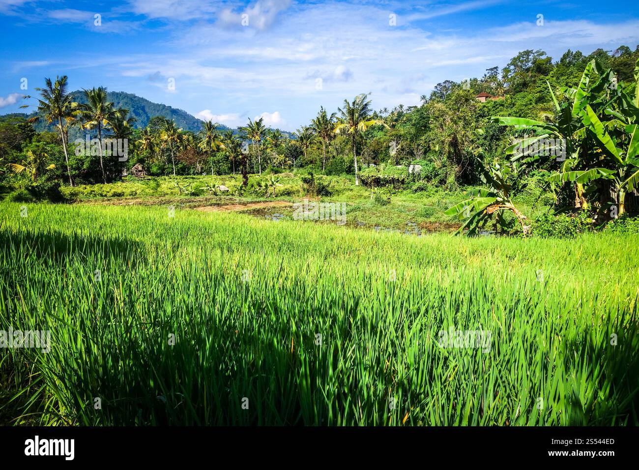 Green paddy fields in Sidemen village, Bali, Indonesia. Green paddy ...
