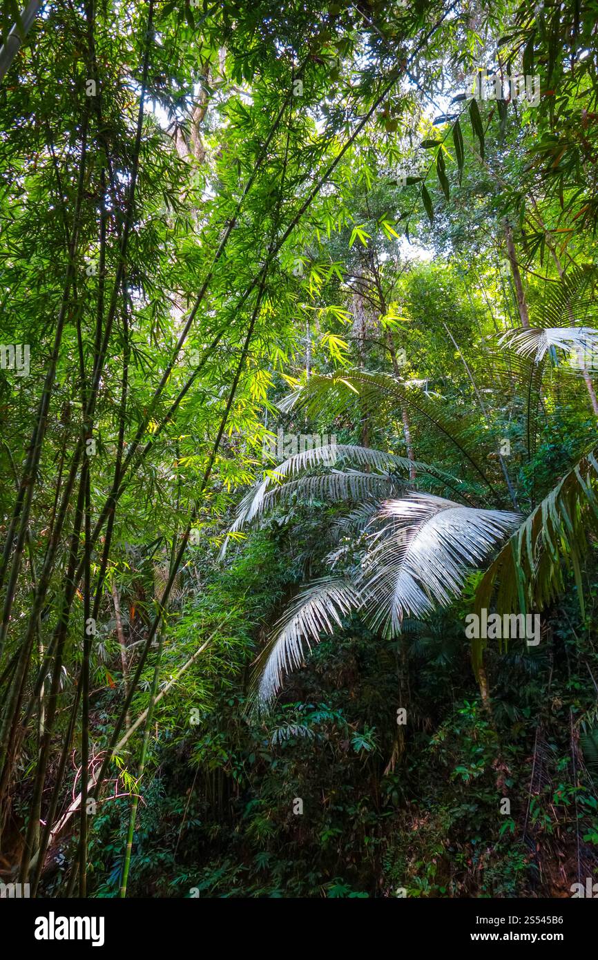 jungle forest landscape in Khao Sok, Thailand. jungle forest, Khao Sok ...