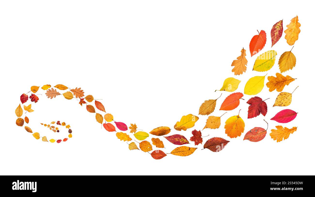 collage from many natural autumn leaves - spiral pattern from fallen ...