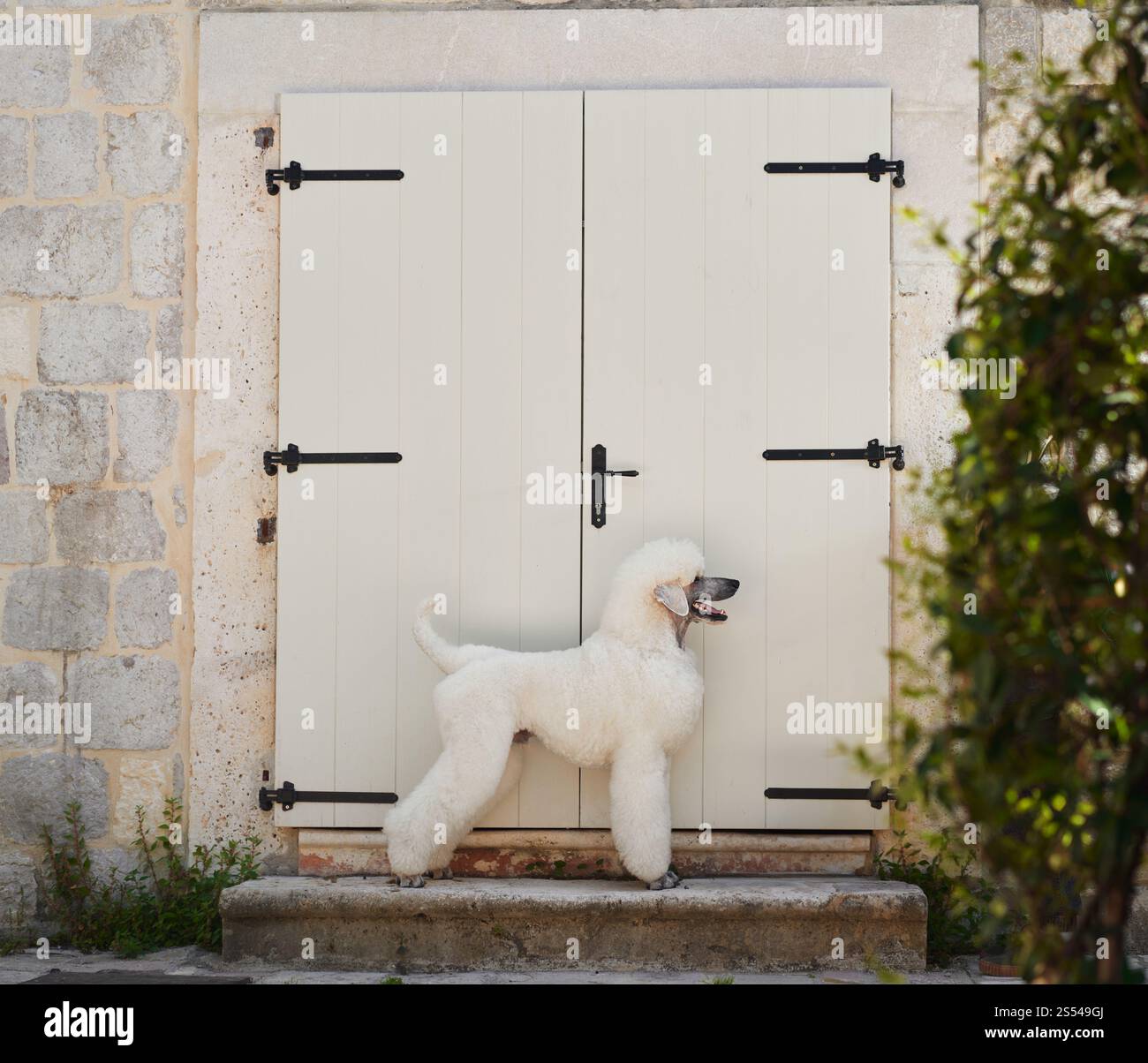 A white Poodle stands by a white door, looking calm and composed. The ...