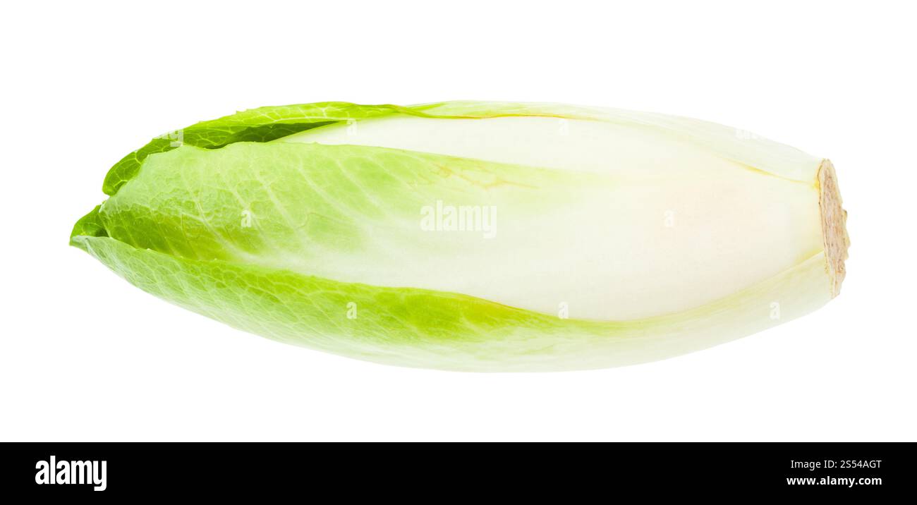 single fresh Belgian endive (white Common chicory) isolated on white ...