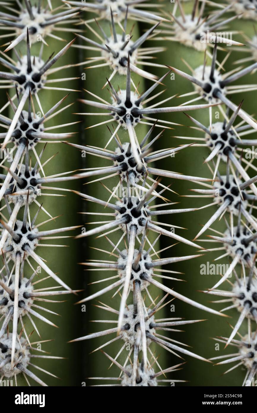 Perfectly Ordered Spines Grow Thick On Saguaro Cactus on Sonoran Desert ...