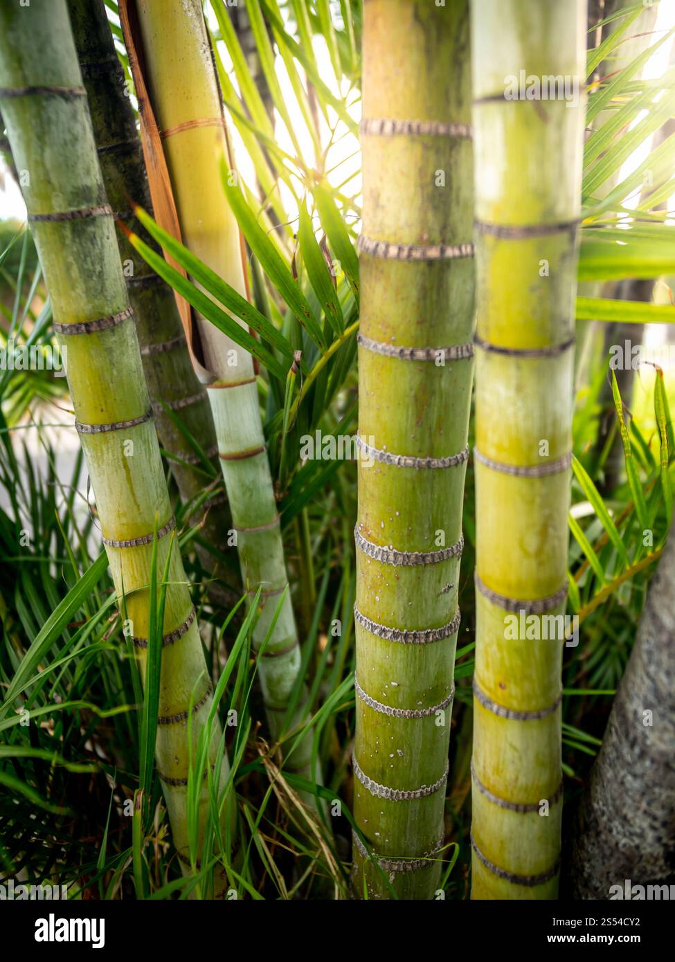 Beautiful closeup photo of sun shining through green bamboo growing in ...