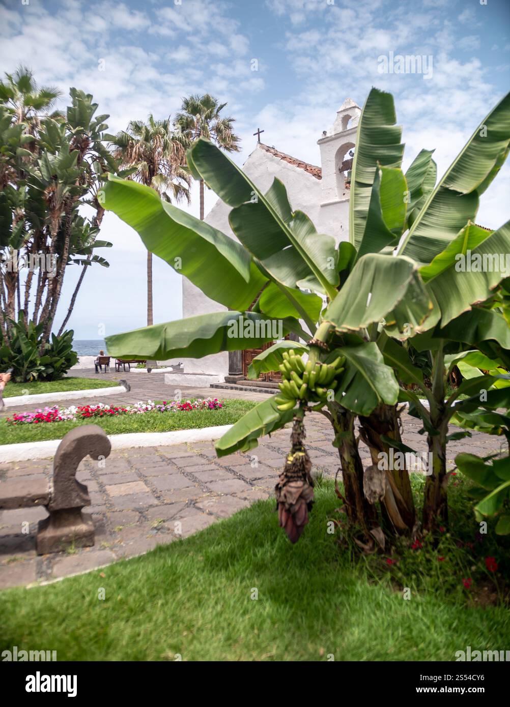 Ripe bananas growing on palm tree at catholic church backyard on ...