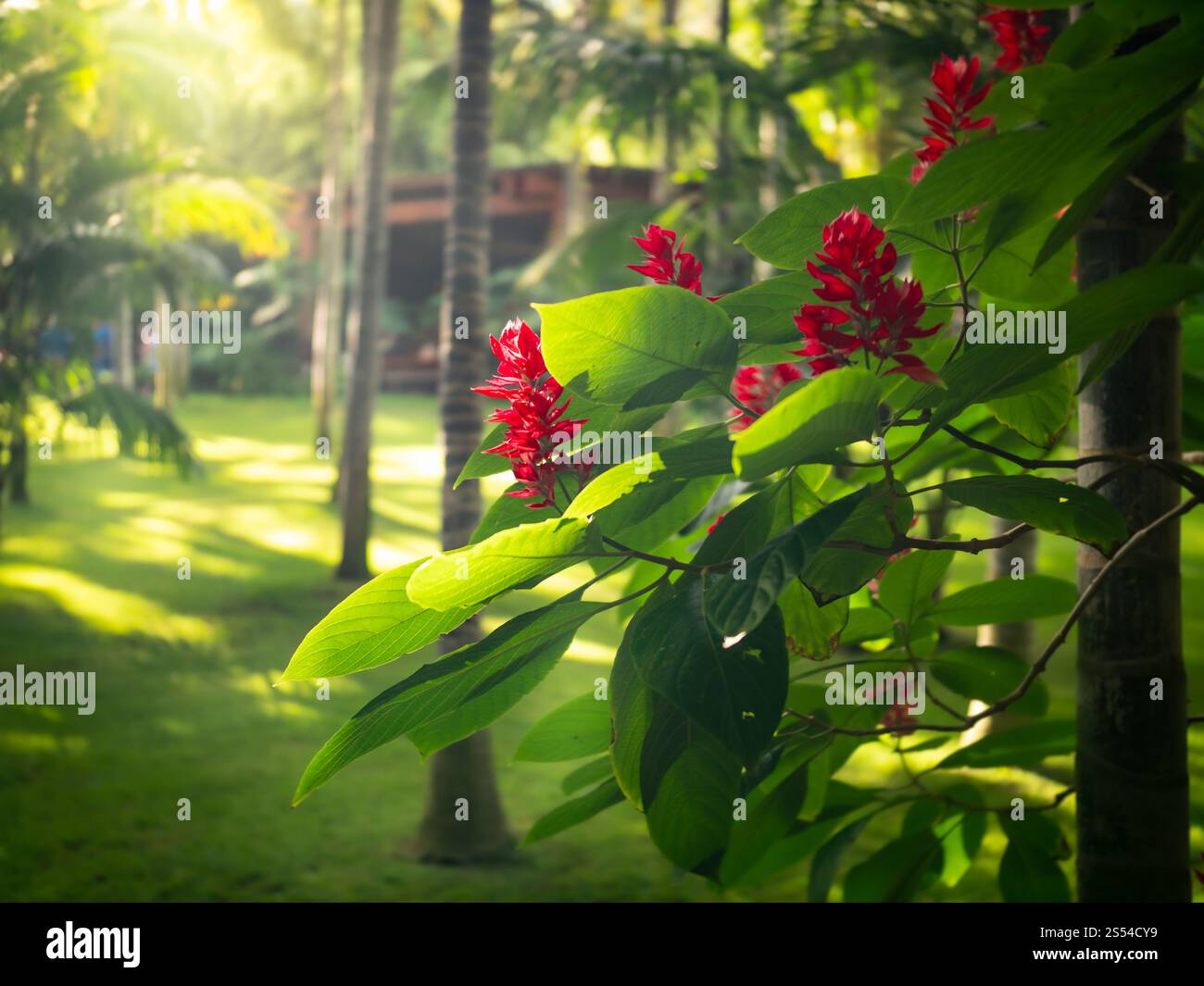 Sun shining through rainforest hi-res stock photography and images - Alamy