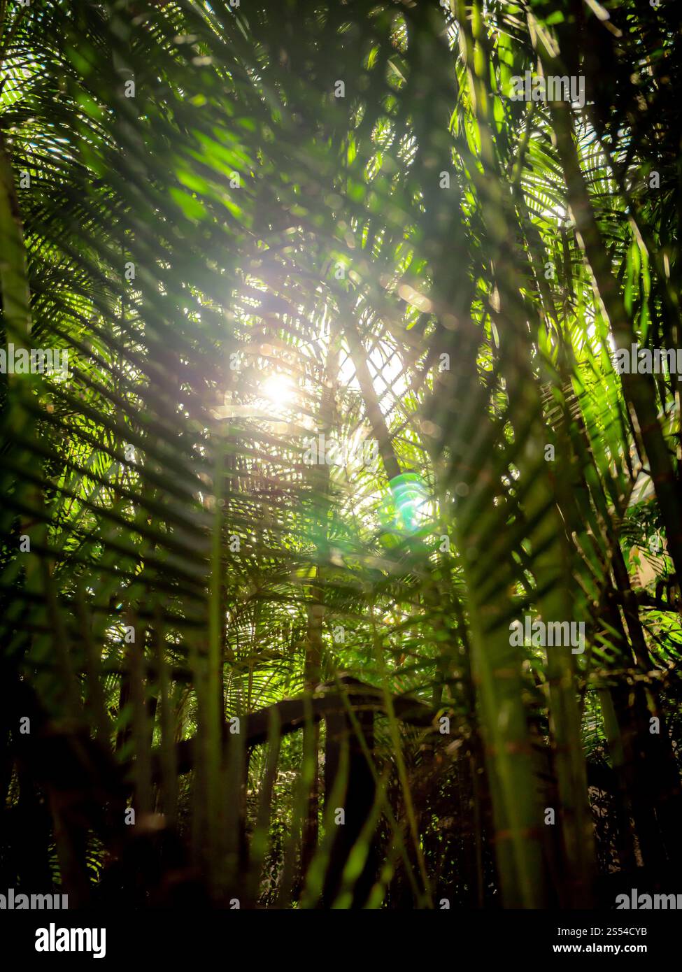 Sun shining through rainforest hi-res stock photography and images - Alamy